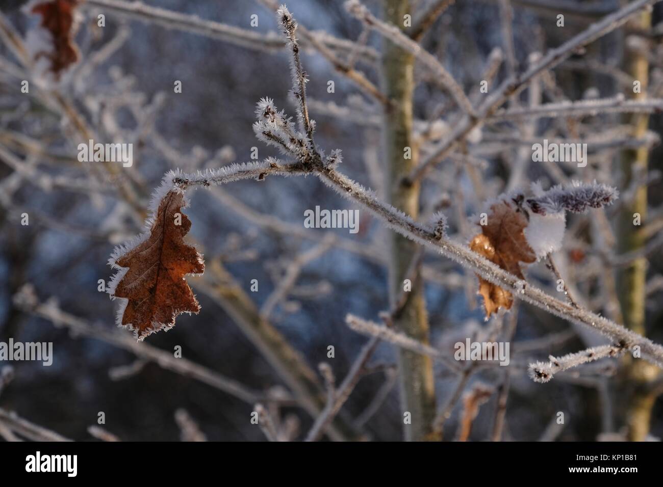 Oak leaves in winter Stock Photo - Alamy