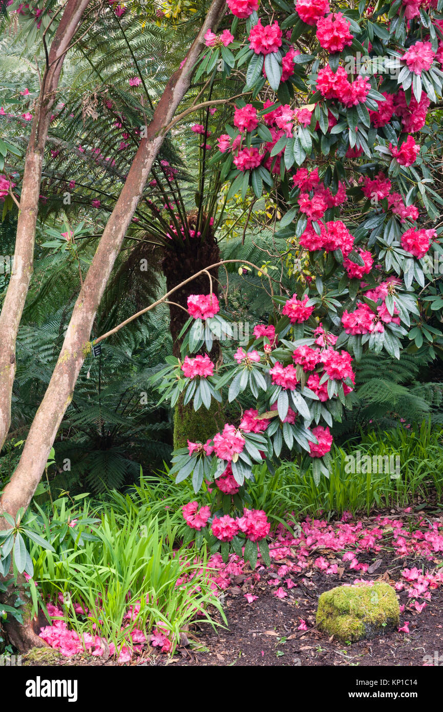 Tremough hi-res stock photography and images - Alamy