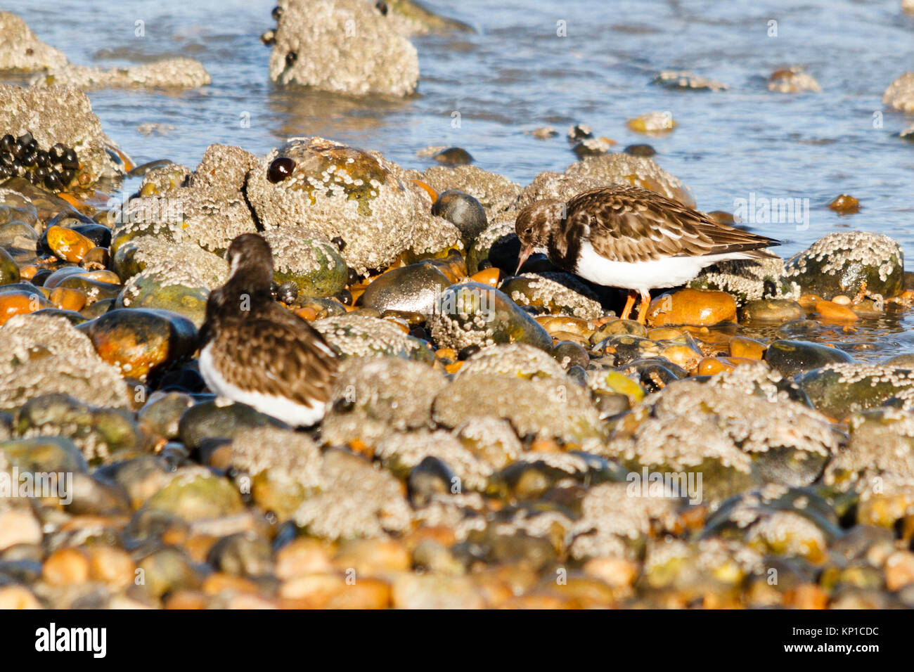 Turnstone (Arenaria interpres) East Sussex, UK Stock Photo - Alamy