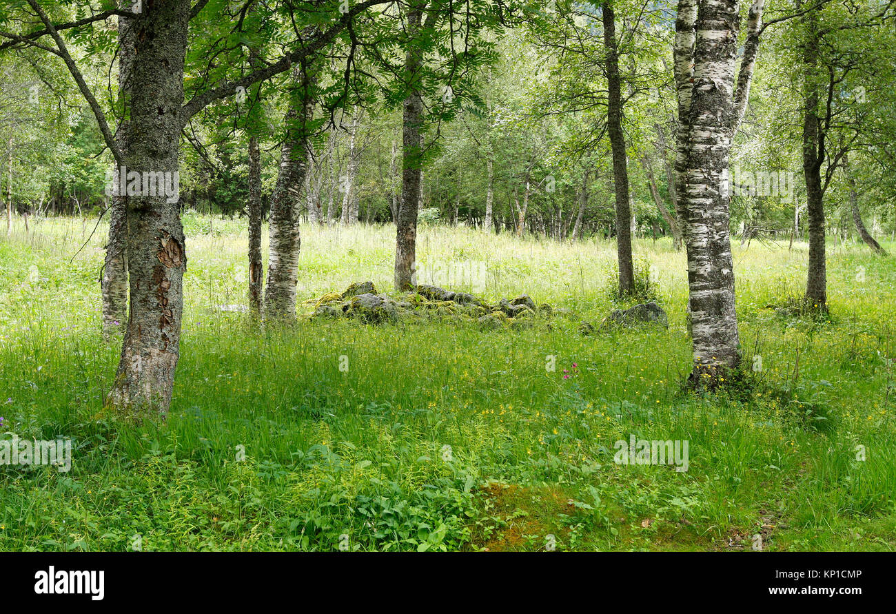 Birches on Vikings grave field, burial ground from the Vikings period ...