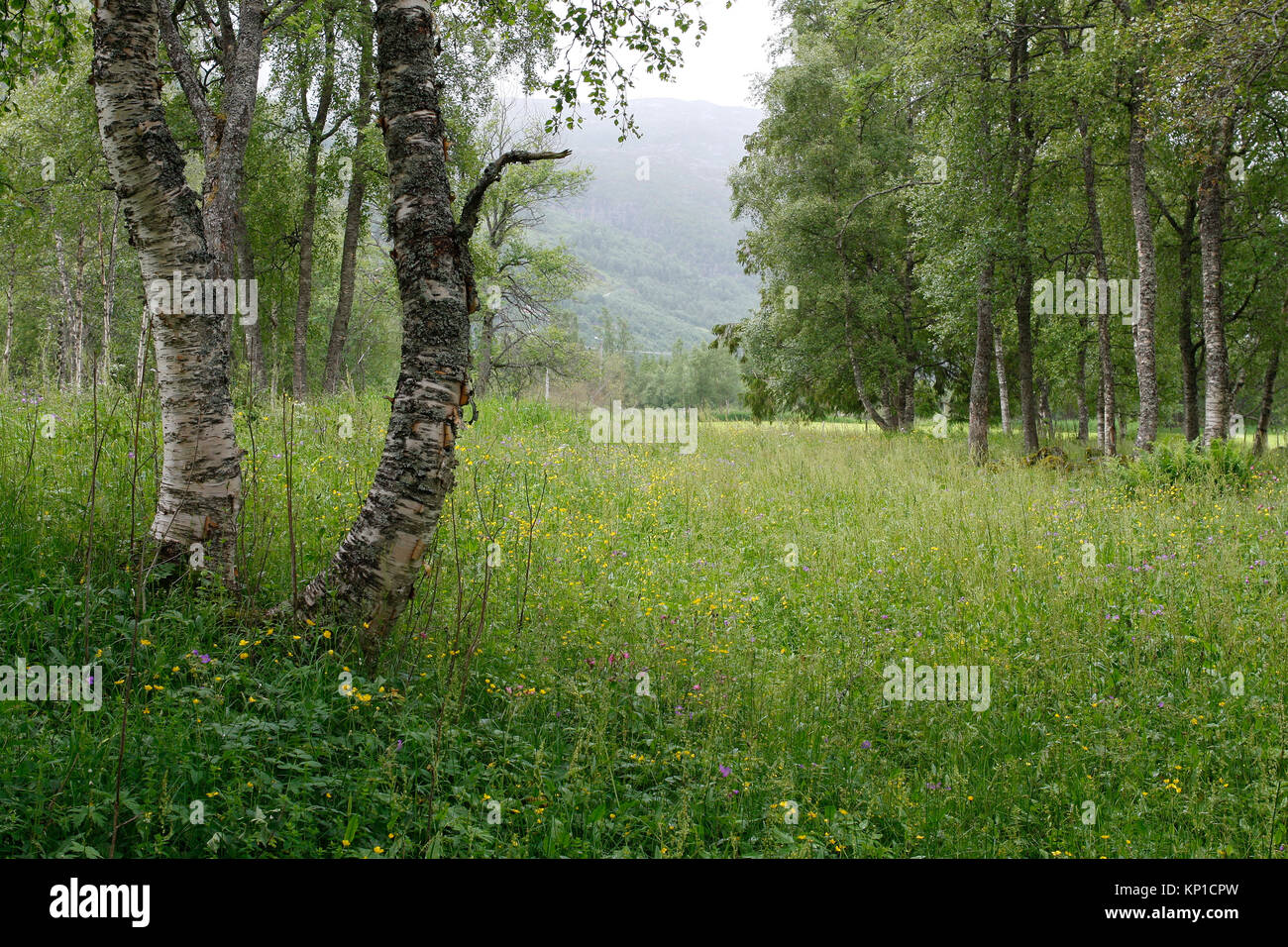 Birches on Vikings grave field, burial ground from the Vikings period ...