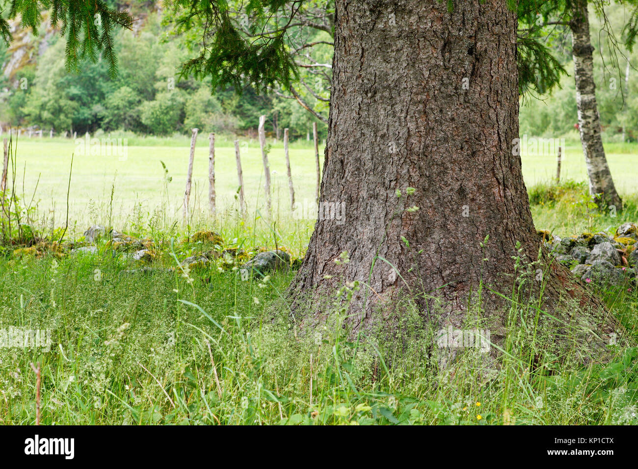 Tree grow from grave hi-res stock photography and images - Alamy