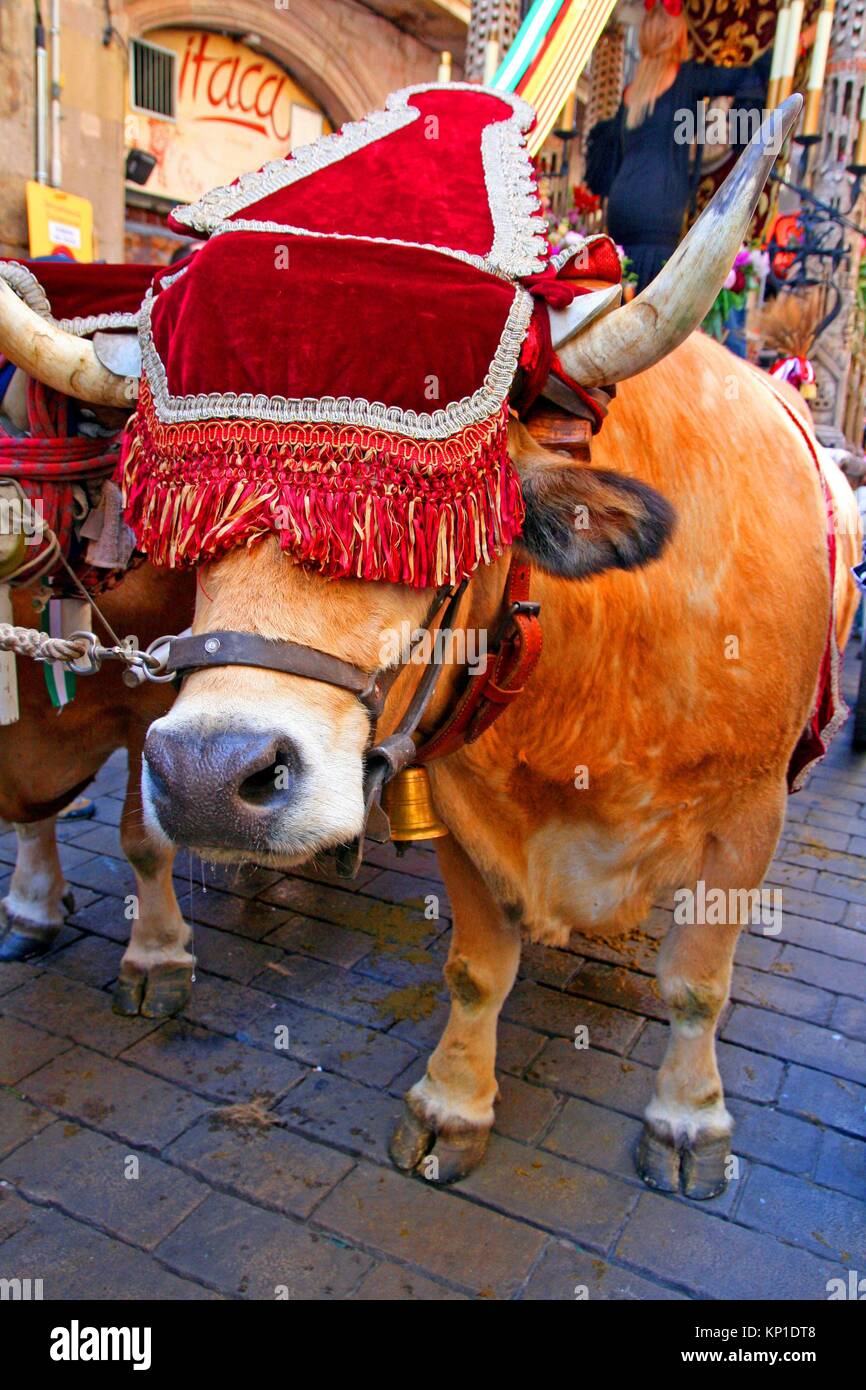 Ox, procesion rociera, religious popular culture, Barcelona, Catalonia ...