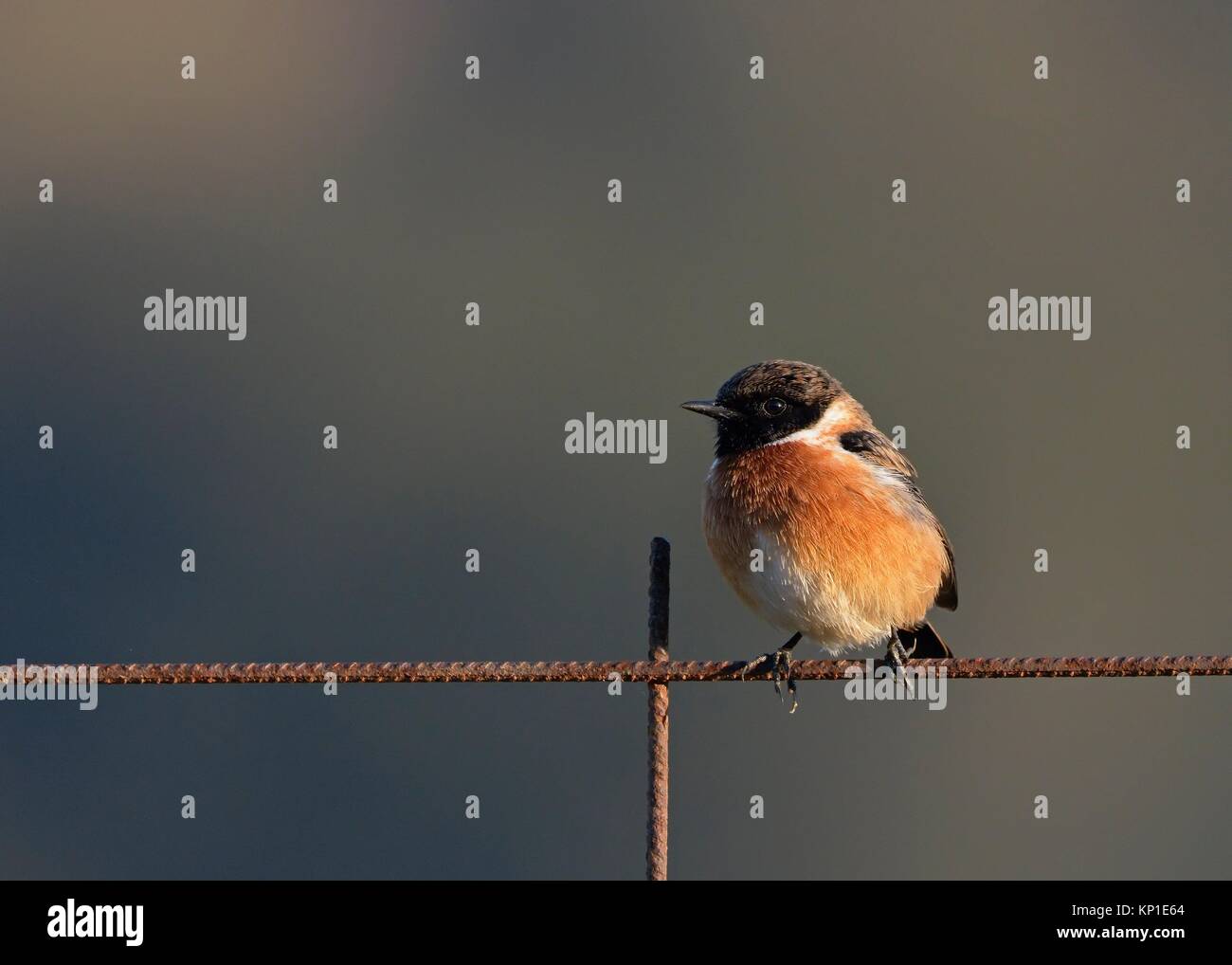 Male african stonechat hi-res stock photography and images - Alamy