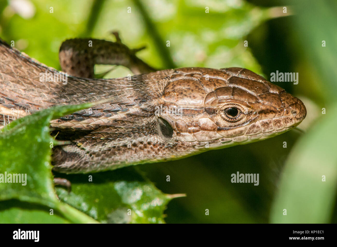 Lizard side view hi-res stock photography and images - Alamy