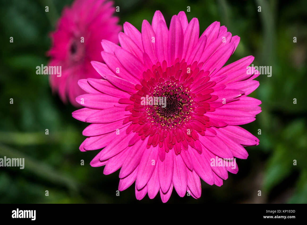 Gerbera hybrid hi-res stock photography and images - Alamy