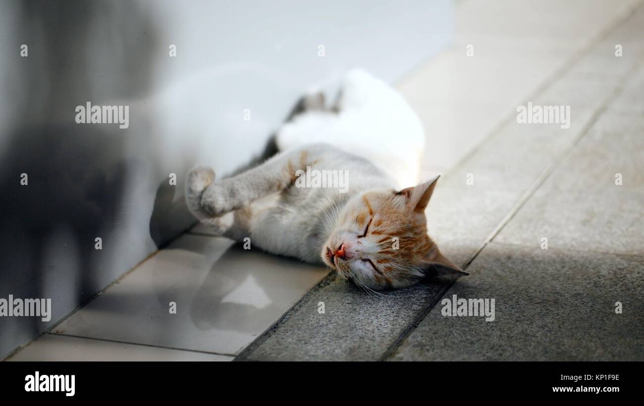 Stray cat napping on the street with blurred background Stock Photo - Alamy