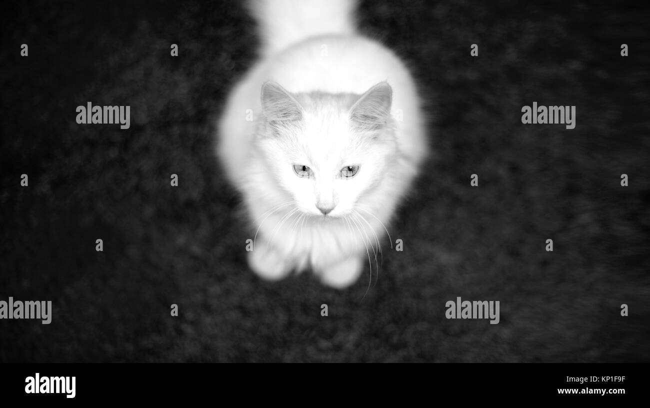 Famous van hi-res stock photography and images - Alamy