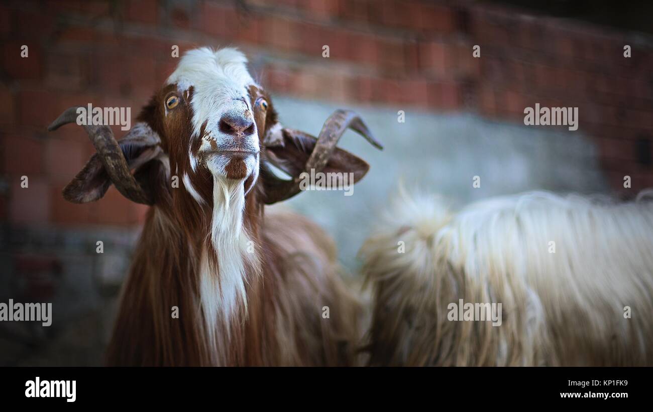 Brown goat looking to above - Close up animal portrait Stock Photo - Alamy