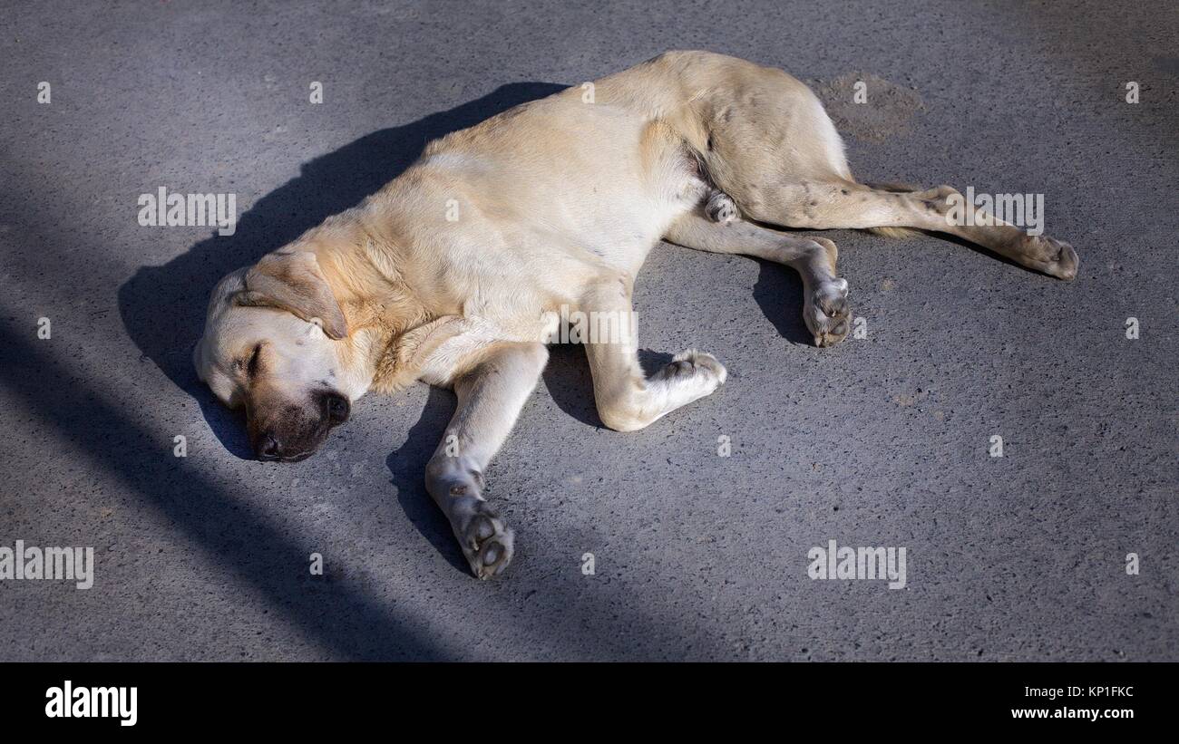 Calm dog resting on ground hi-res stock photography and images - Alamy