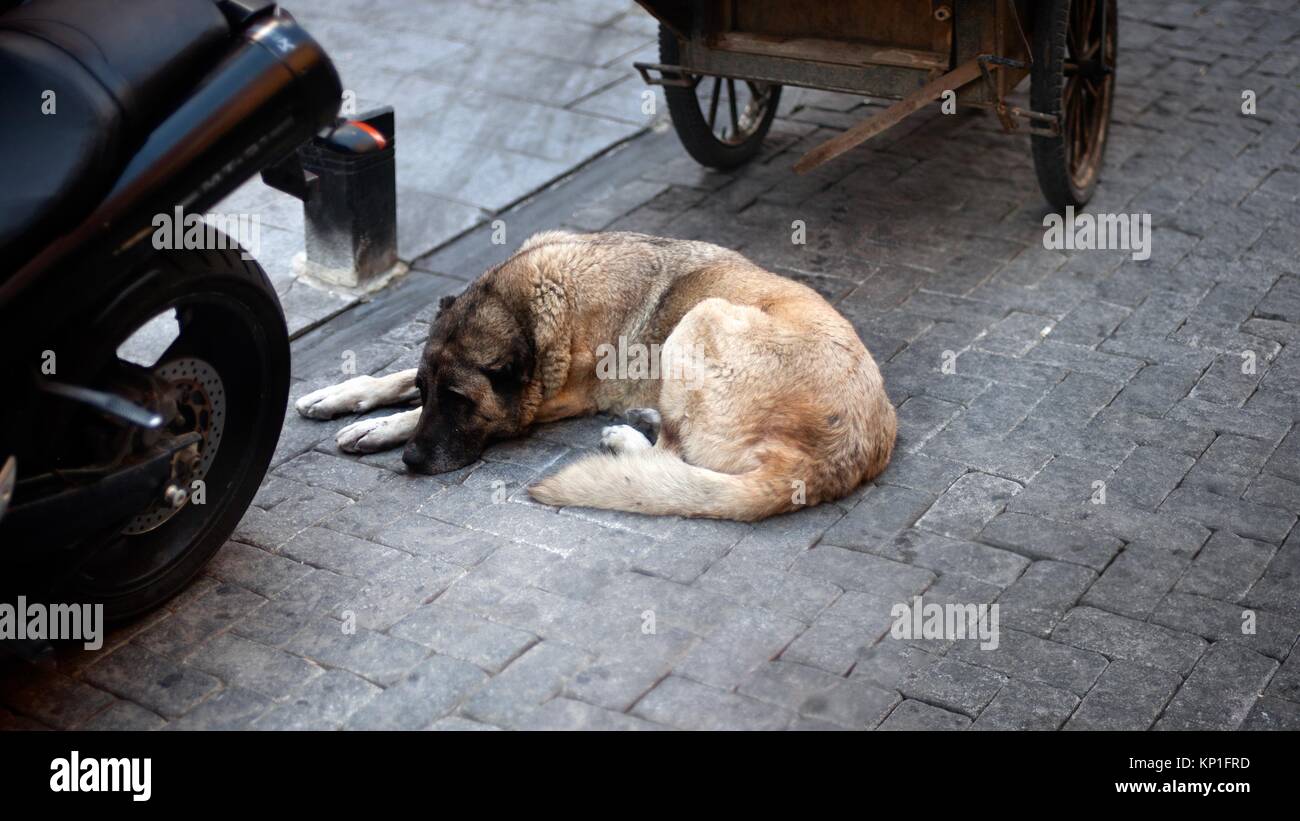 Street dog dying down on the ground Stock Photo - Alamy