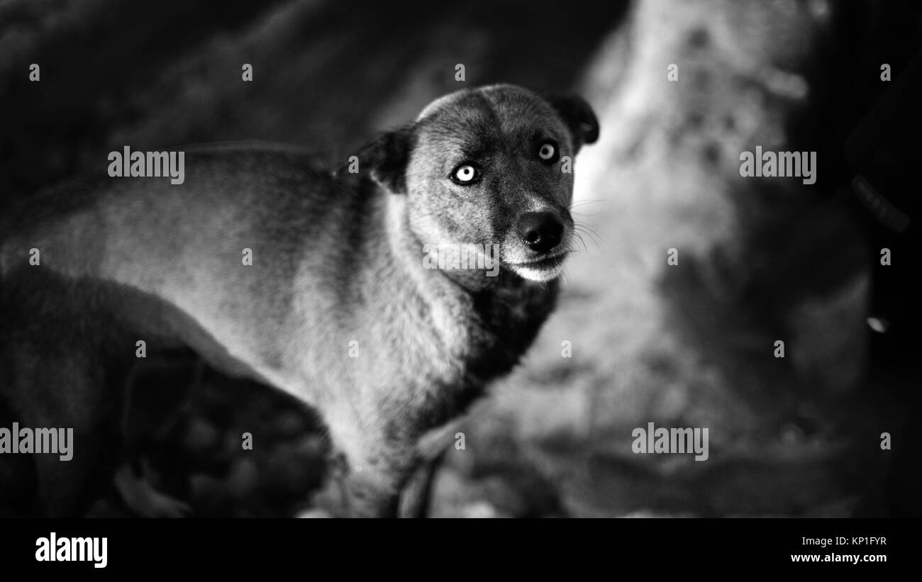 Monochrome dog nose hi-res stock photography and images - Alamy