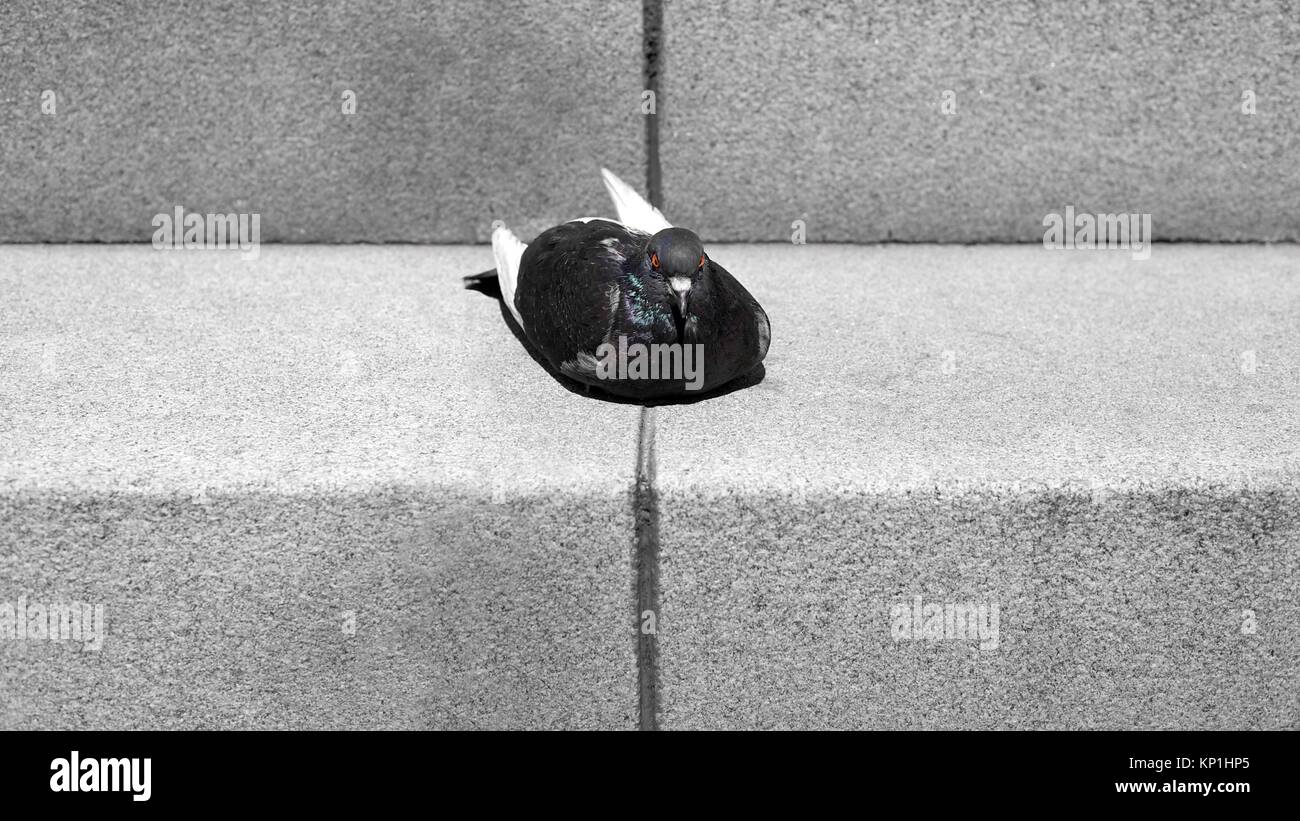 Pigeon on stairs in hi-res stock photography and images - Alamy