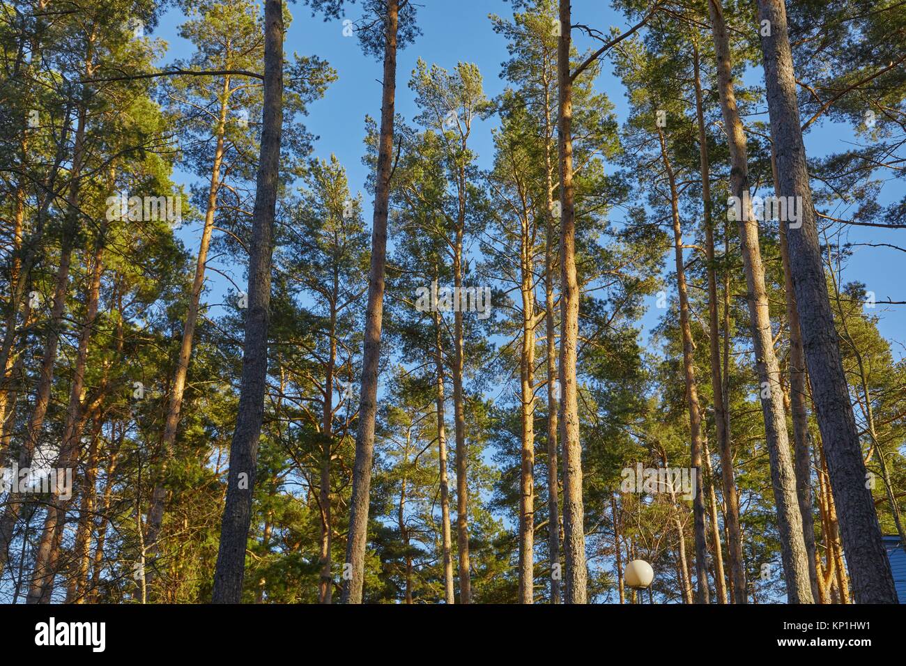 Tall pine trees Stock Photo - Alamy