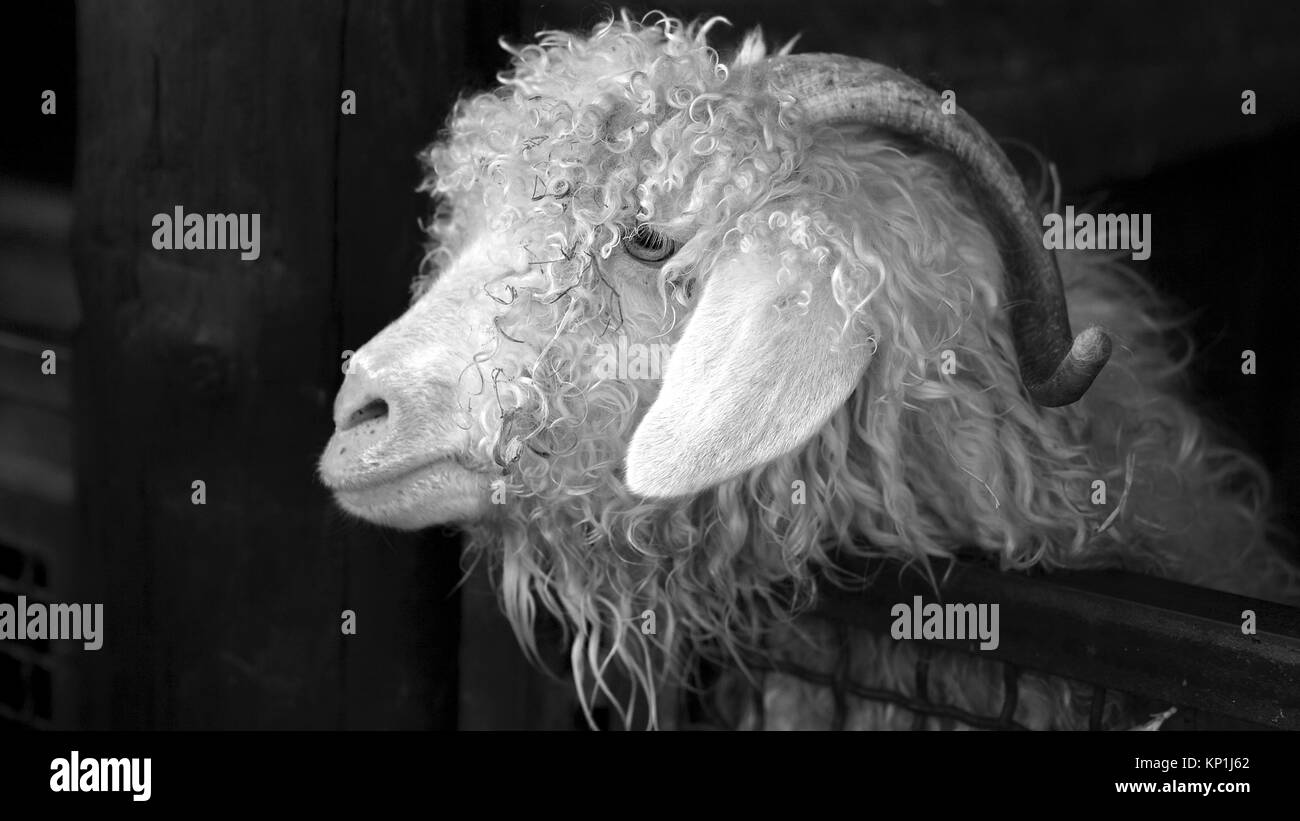 Black and white portrait of Angora Goat Stock Photo - Alamy