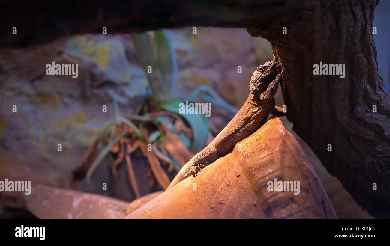 Close up portrait of lizard in terrarium Stock Photo - Alamy
