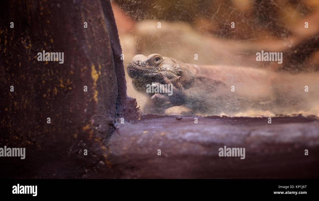 Horizontal terrarium hi-res stock photography and images - Alamy