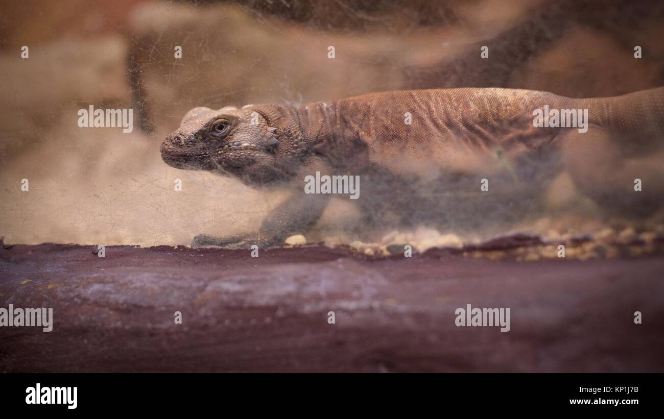 Horizontal terrarium hi-res stock photography and images - Alamy