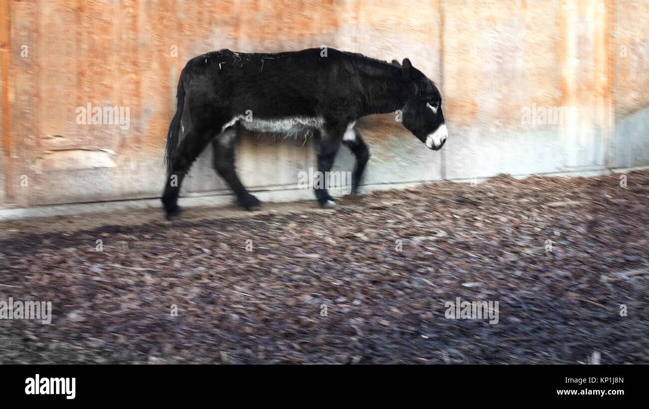 Black donkey walking next to wooden wall in motion effect Stock Photo ...