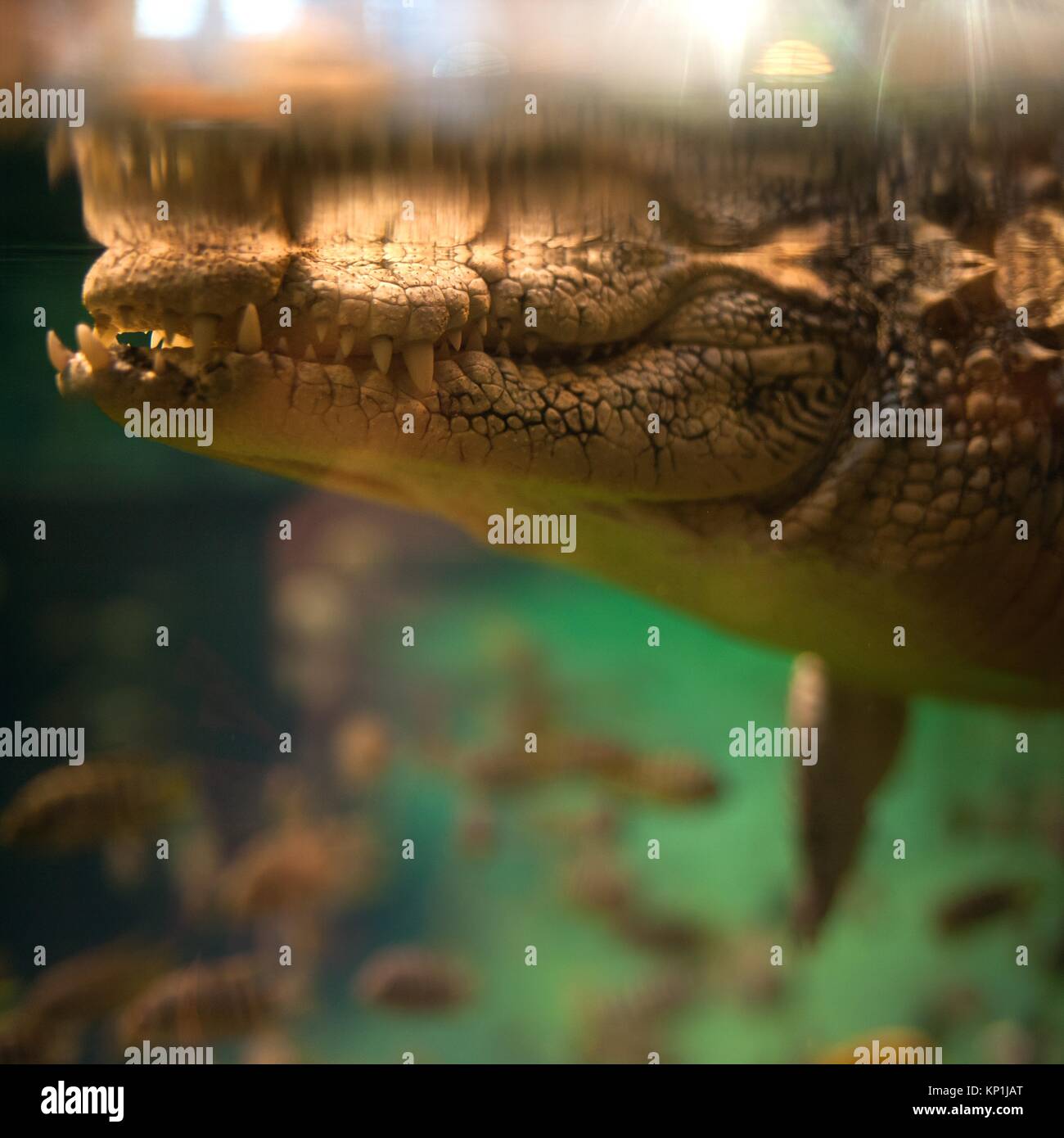 Close up underwater view of alligator with blurred background Stock ...