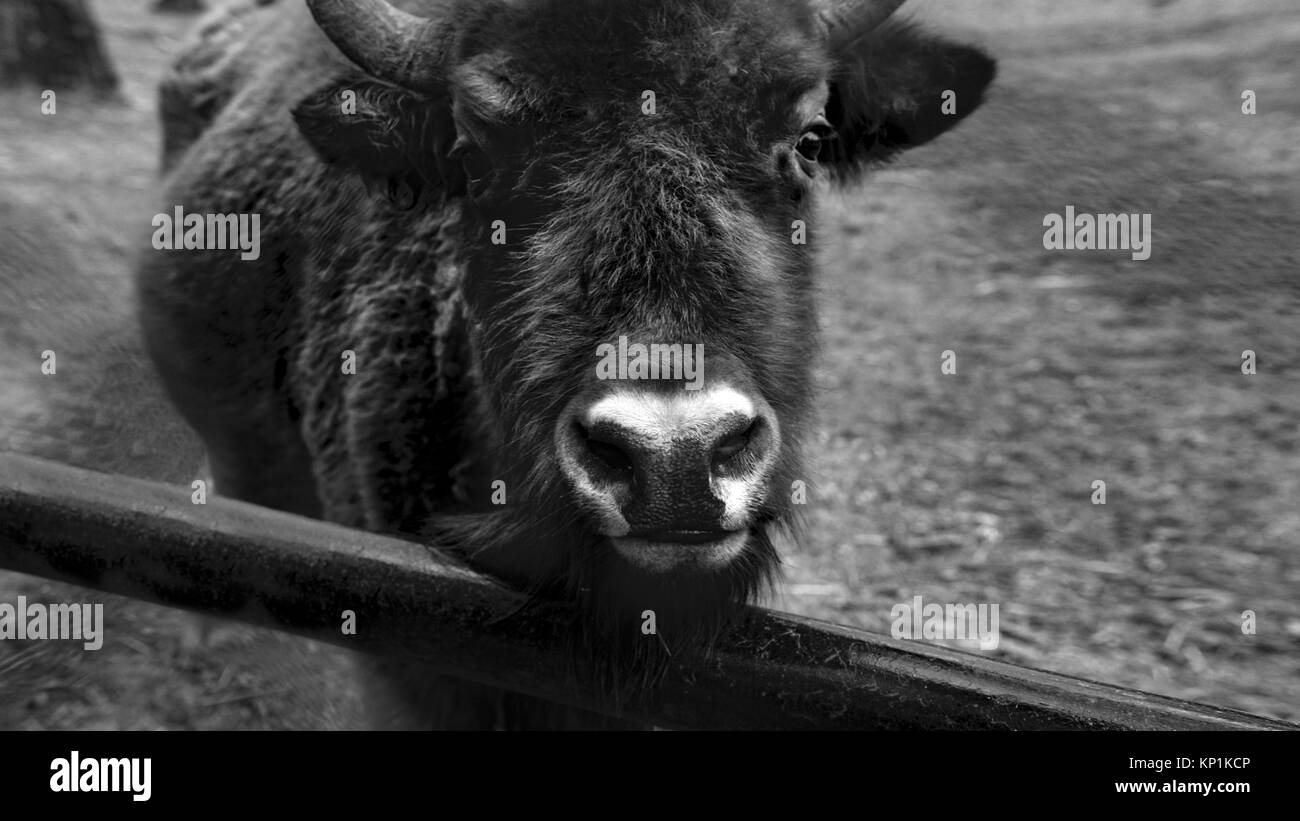 Zubron - hybrid of domestic cattle and european bison - Monochrome ...