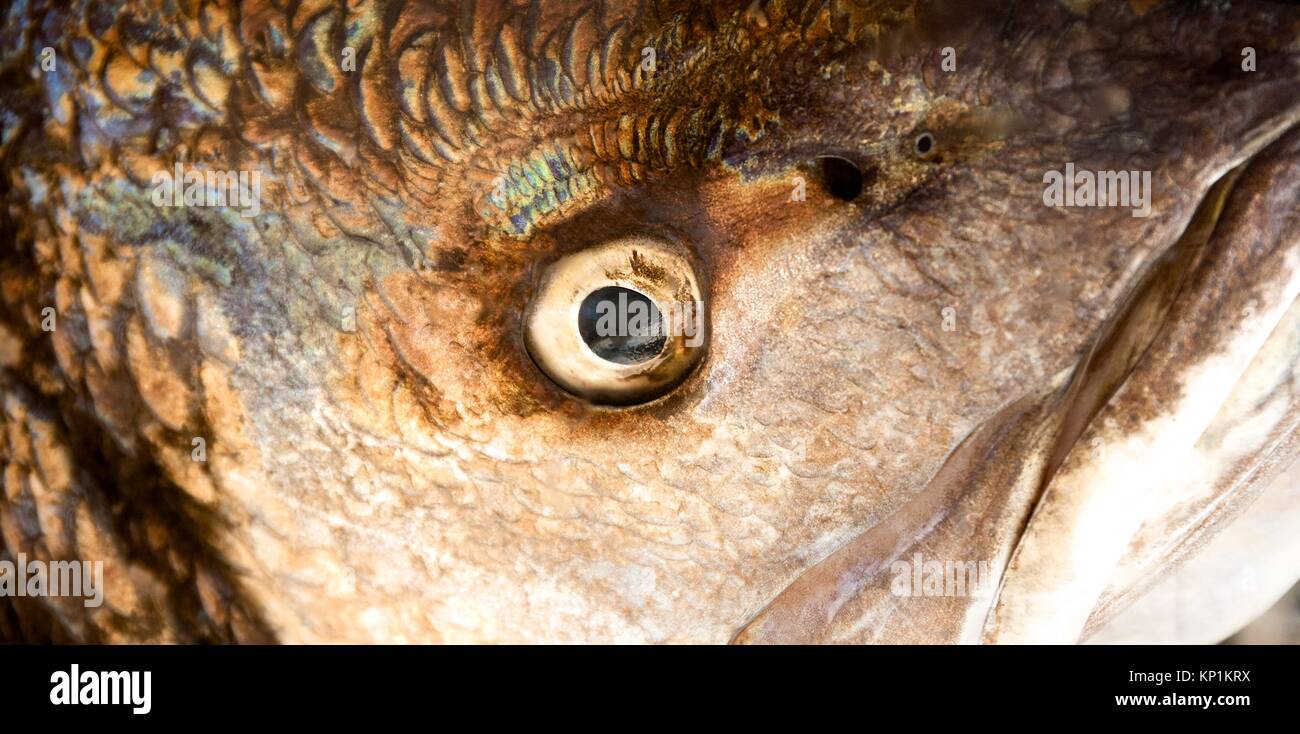 Close up texture of frozen fish eye Stock Photo - Alamy