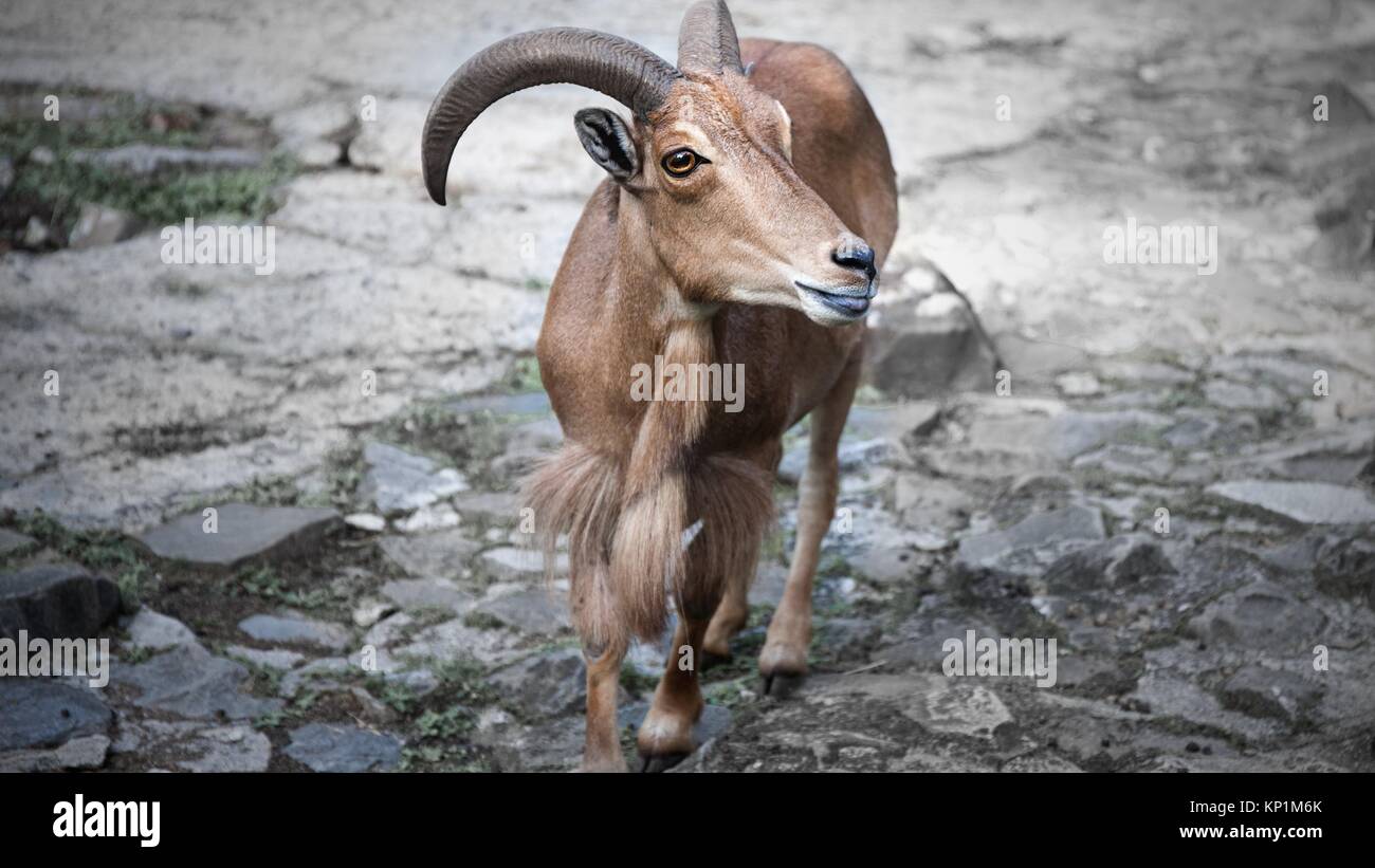 Close up mountain goat portrait in the zoo Stock Photo - Alamy