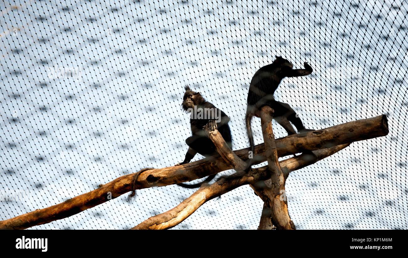Monkey walking on branch hi-res stock photography and images - Alamy