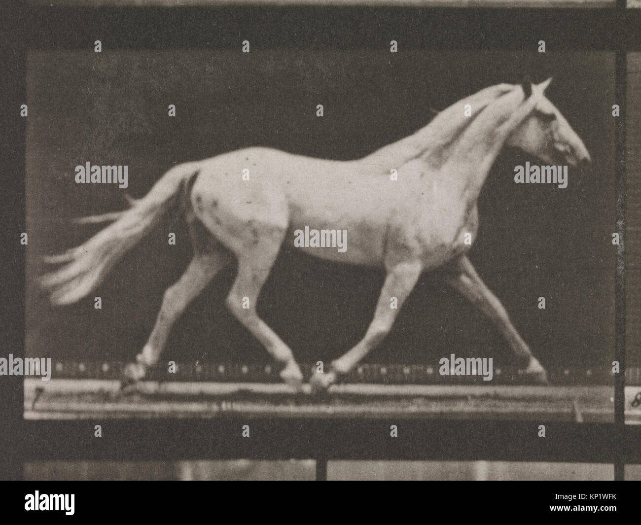 Photographic study of horse movement phases, 1872–1885, documenting ...