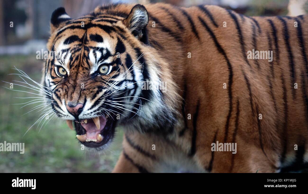 Sumatran tiger roaring hi-res stock photography and images - Alamy