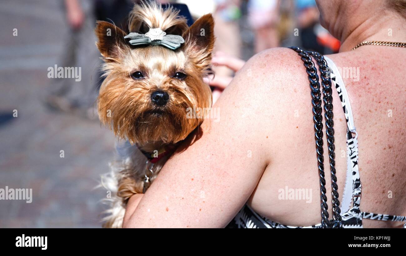 Close up dog portrait with unrecognizable owner Stock Photo - Alamy