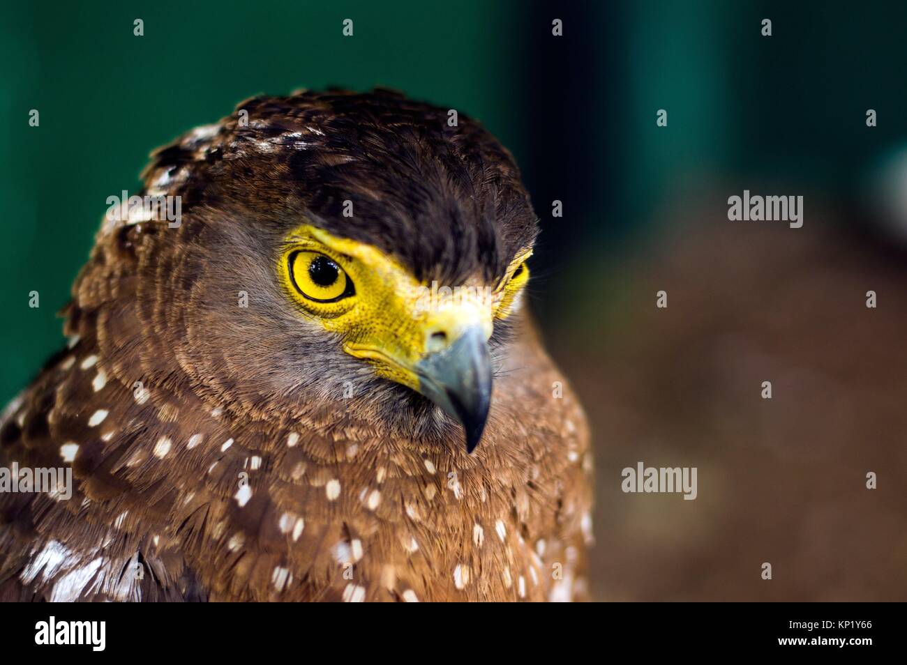 Crested Serpent Eagle High Resolution Stock Photography and Images - Alamy
