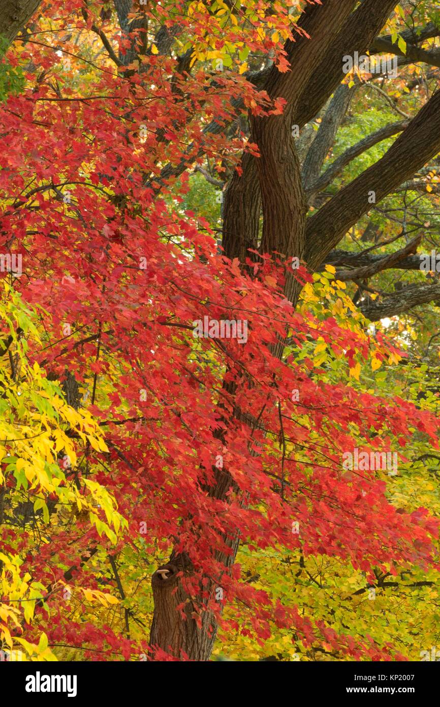 Connecticut fall foliage hi-res stock photography and images - Alamy
