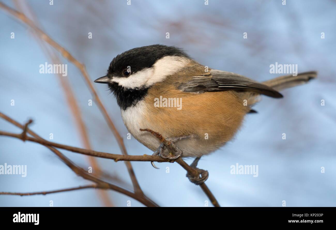 Fraser river ladner delta hi-res stock photography and images - Alamy