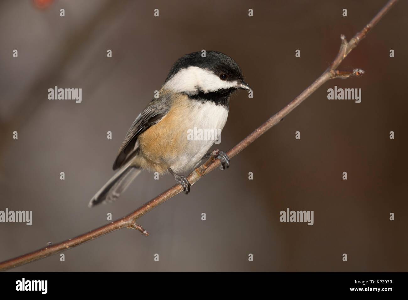 Fraser river ladner delta hi-res stock photography and images - Alamy