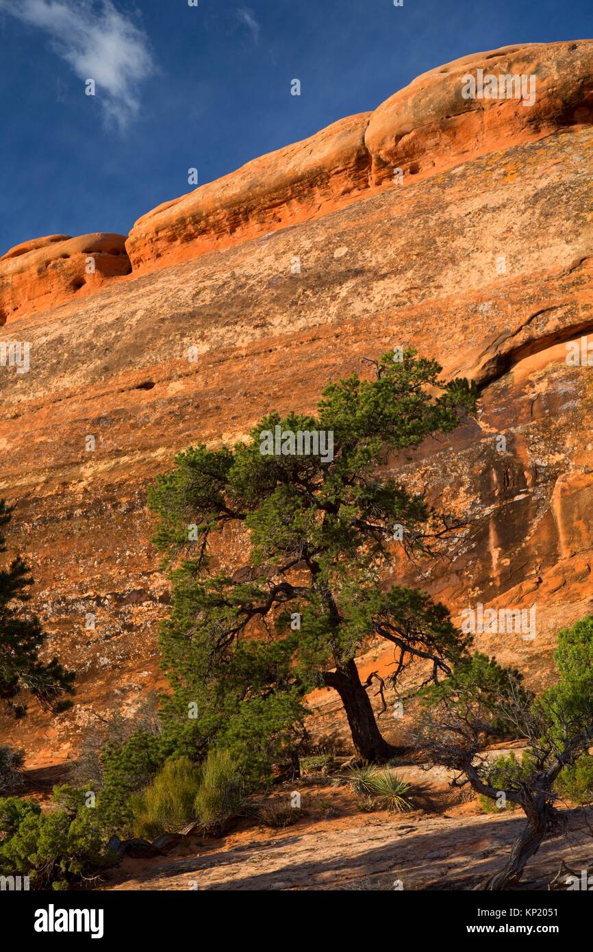 Pinon pinyon tree hi-res stock photography and images - Alamy