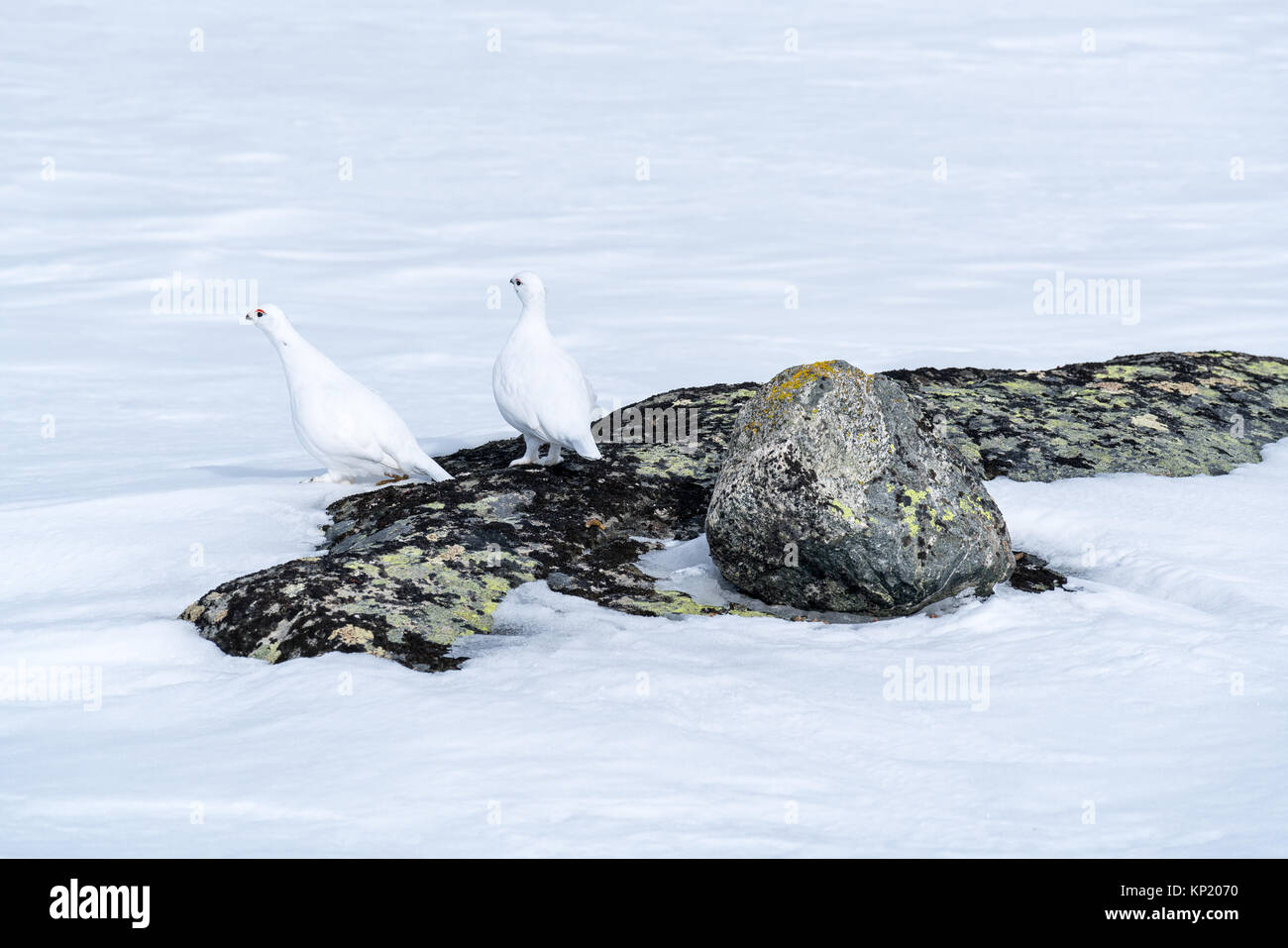 Ski touring in Swedish Lapland, in Kebnekaise massive mountain range ...