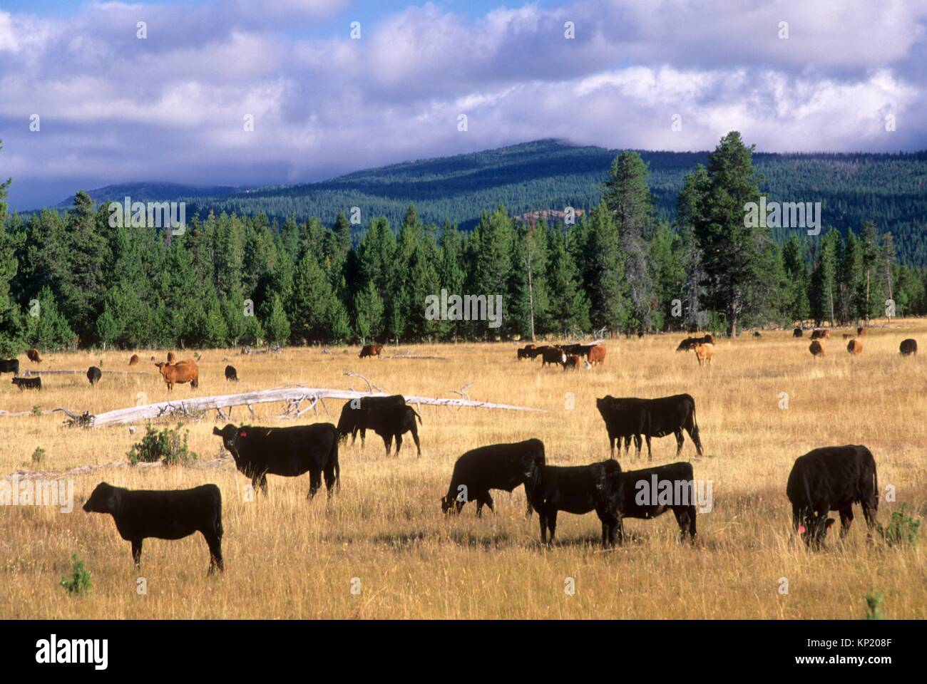 Malheur National Forest High Resolution Stock Photography and Images ...