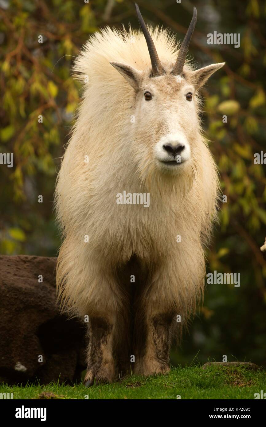 Zoo goat hi-res stock photography and images - Alamy