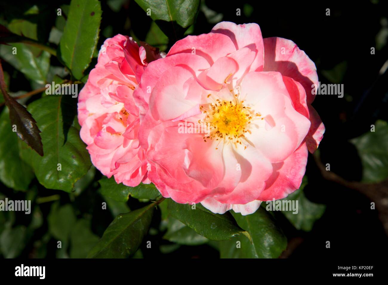 English miss roses hi-res stock photography and images - Alamy