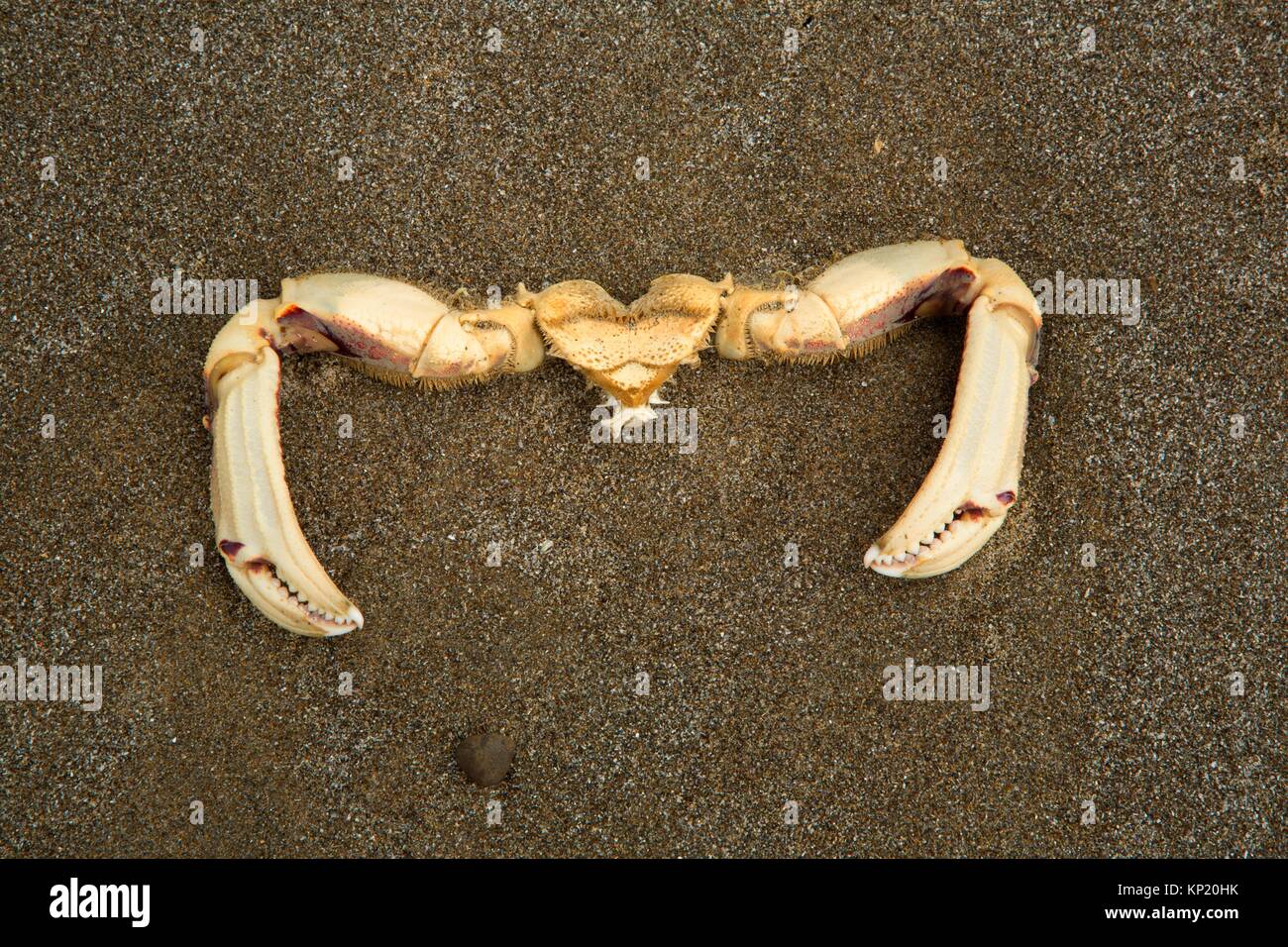 Dungeness crabs hi-res stock photography and images - Alamy