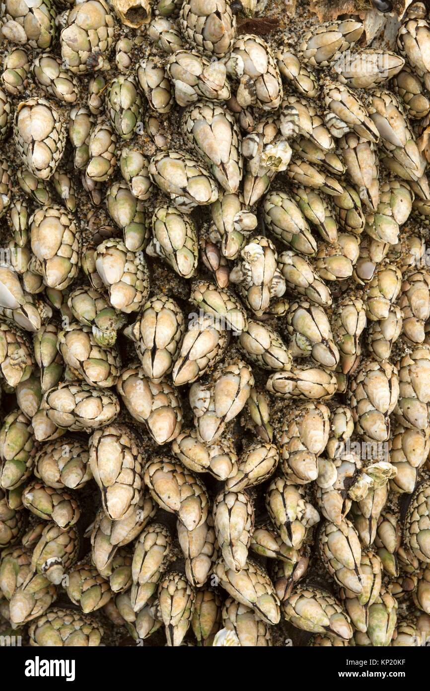 Barnacles beach hi-res stock photography and images - Alamy