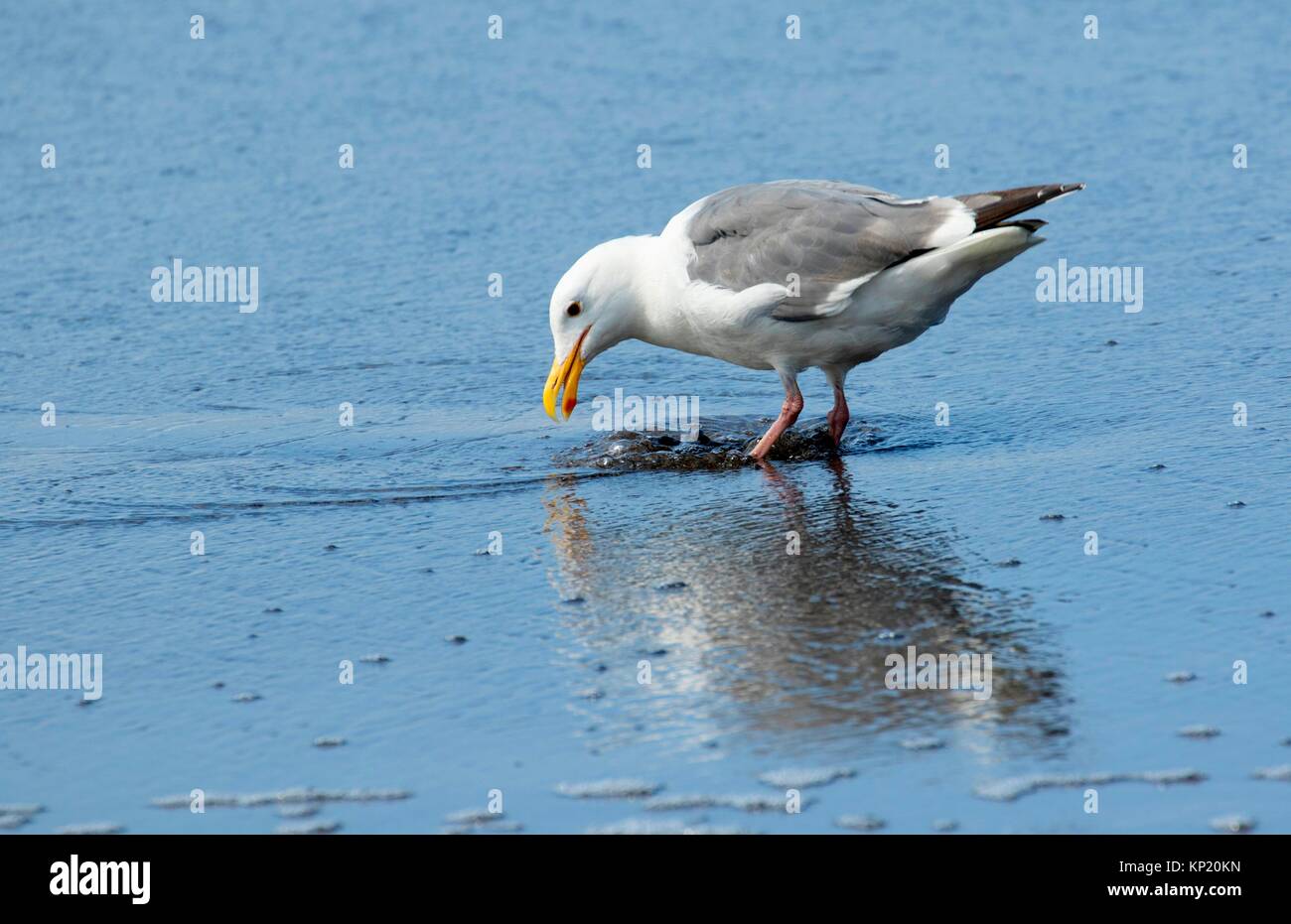 Oregon state bird hi-res stock photography and images - Alamy