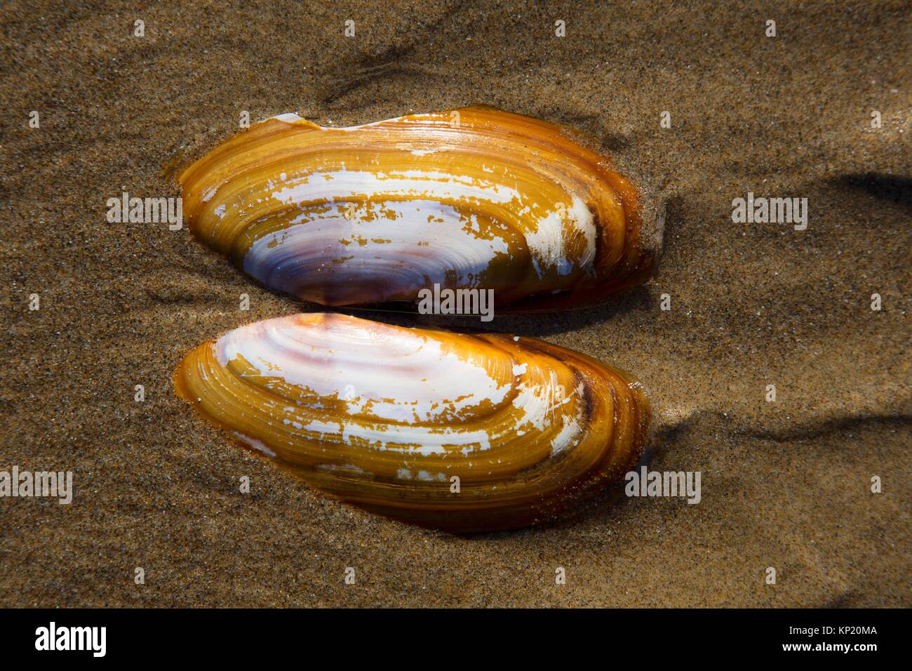 Razor Clam Shell High Resolution Stock Photography and Images - Alamy