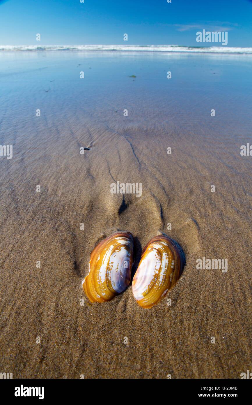 Razor Clam Shell High Resolution Stock Photography and Images - Alamy
