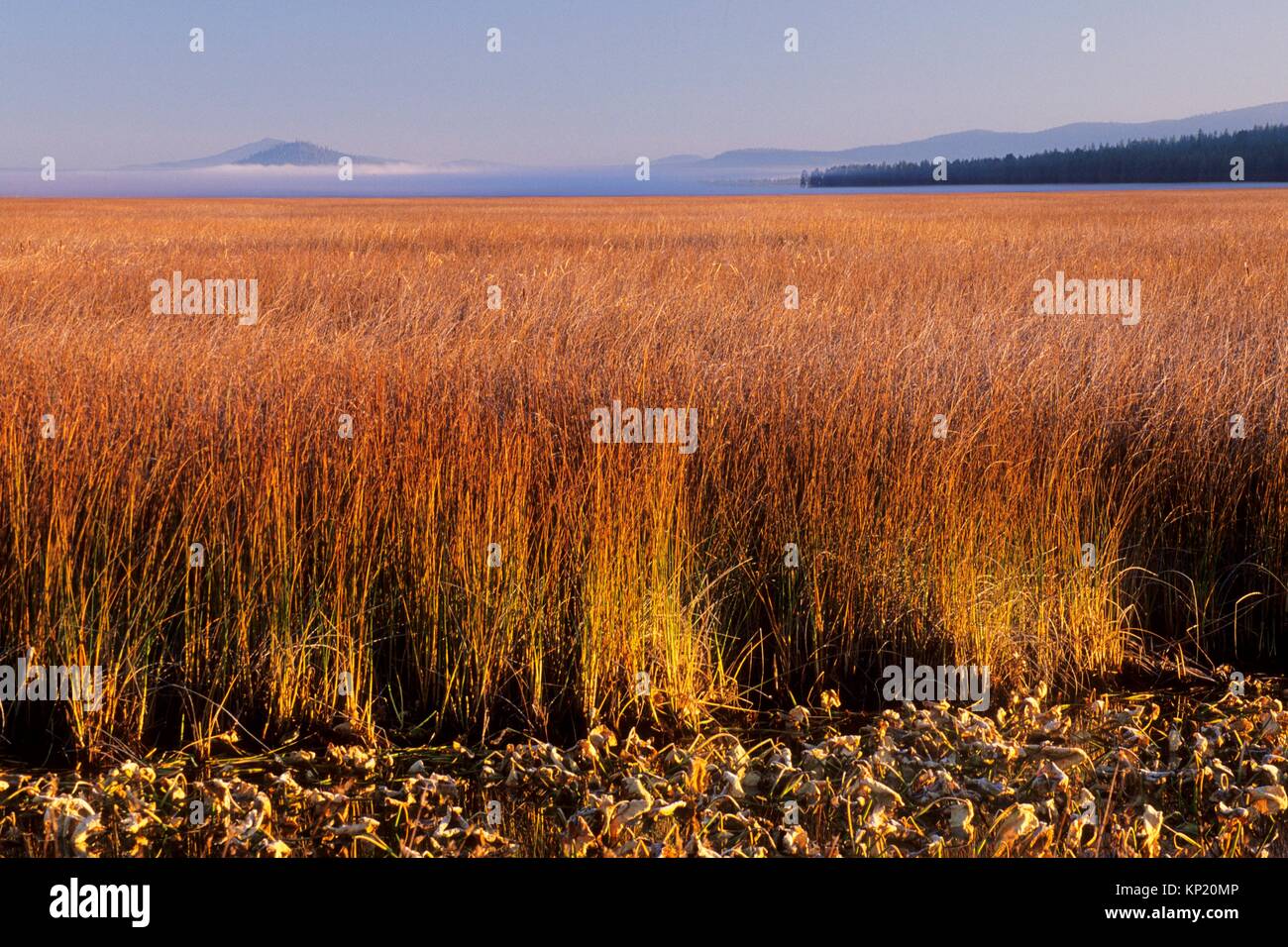 Klamath marsh hi-res stock photography and images - Alamy