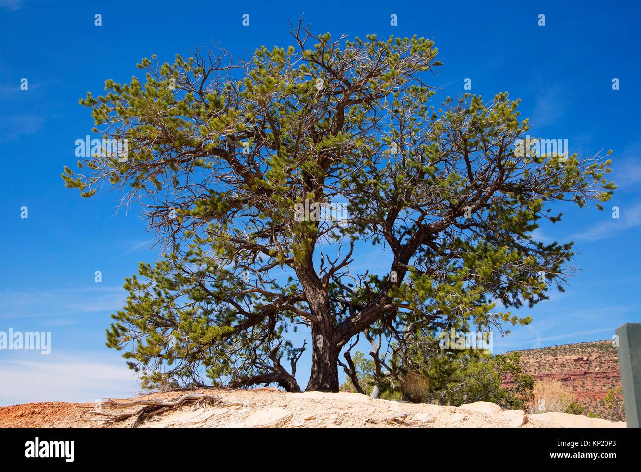 Pinyon Pine Tree Stock Photos & Pinyon Pine Tree Stock Images - Alamy