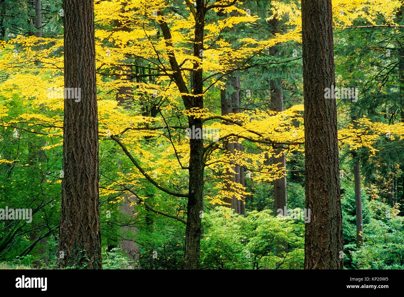 Portland oregon autumn tree hi-res stock photography and images - Alamy