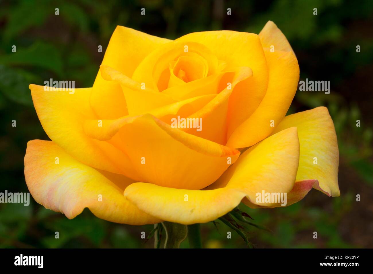 Rose Gold Color High Resolution Stock Photography and Images - Alamy