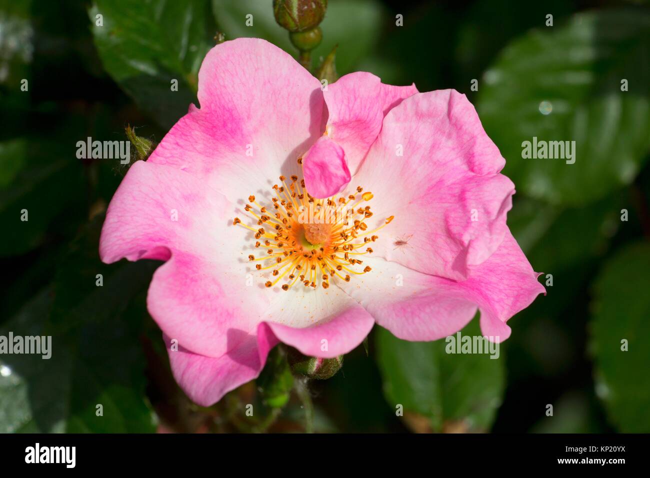 Rose hedge hi-res stock photography and images - Alamy